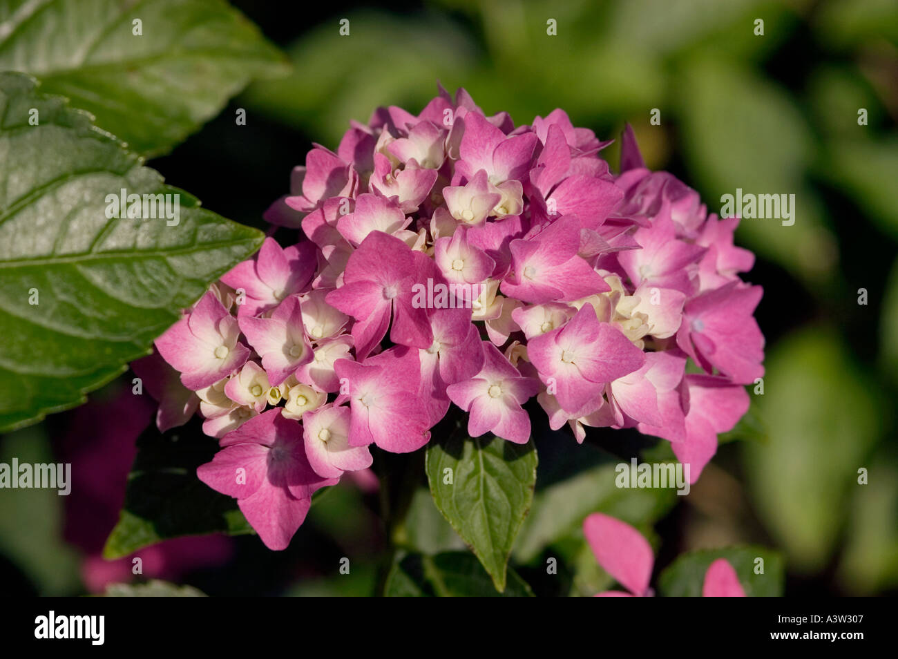 Hydrangea arborescens hydrangea Stock Photo - Alamy
