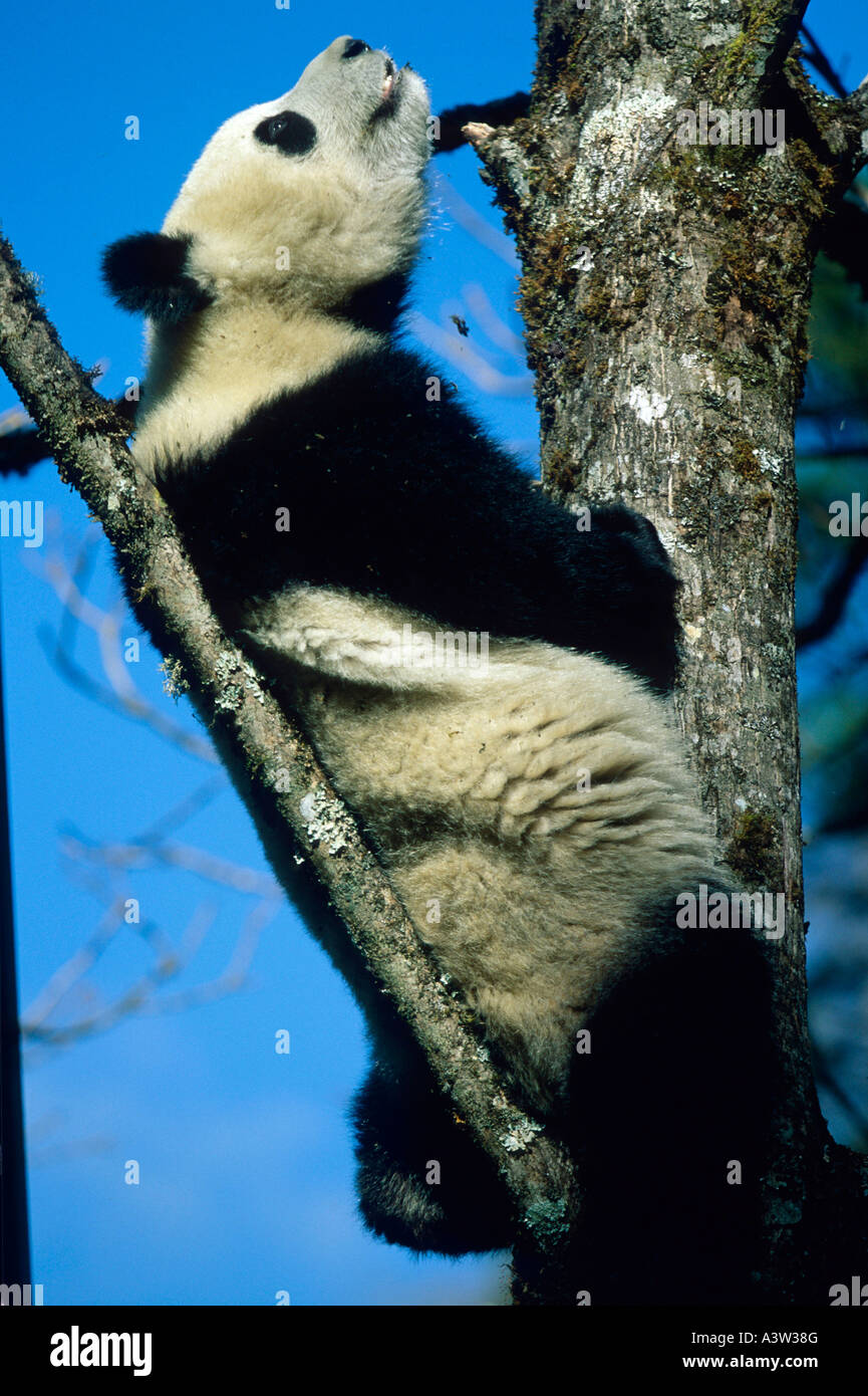 Giant Panda Stock Photo - Alamy