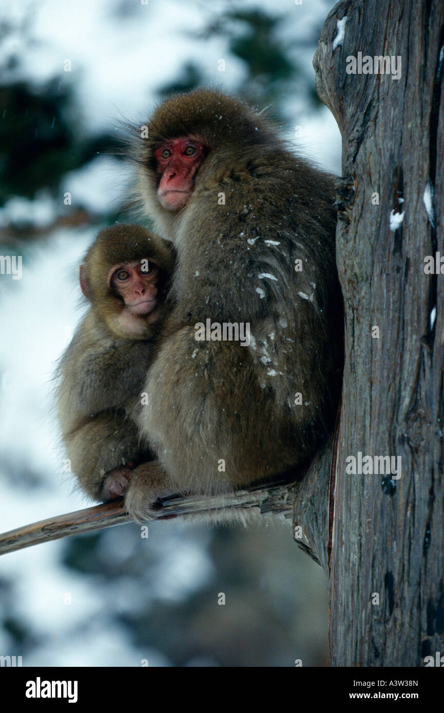 Japanese Macaque Stock Photo - Alamy