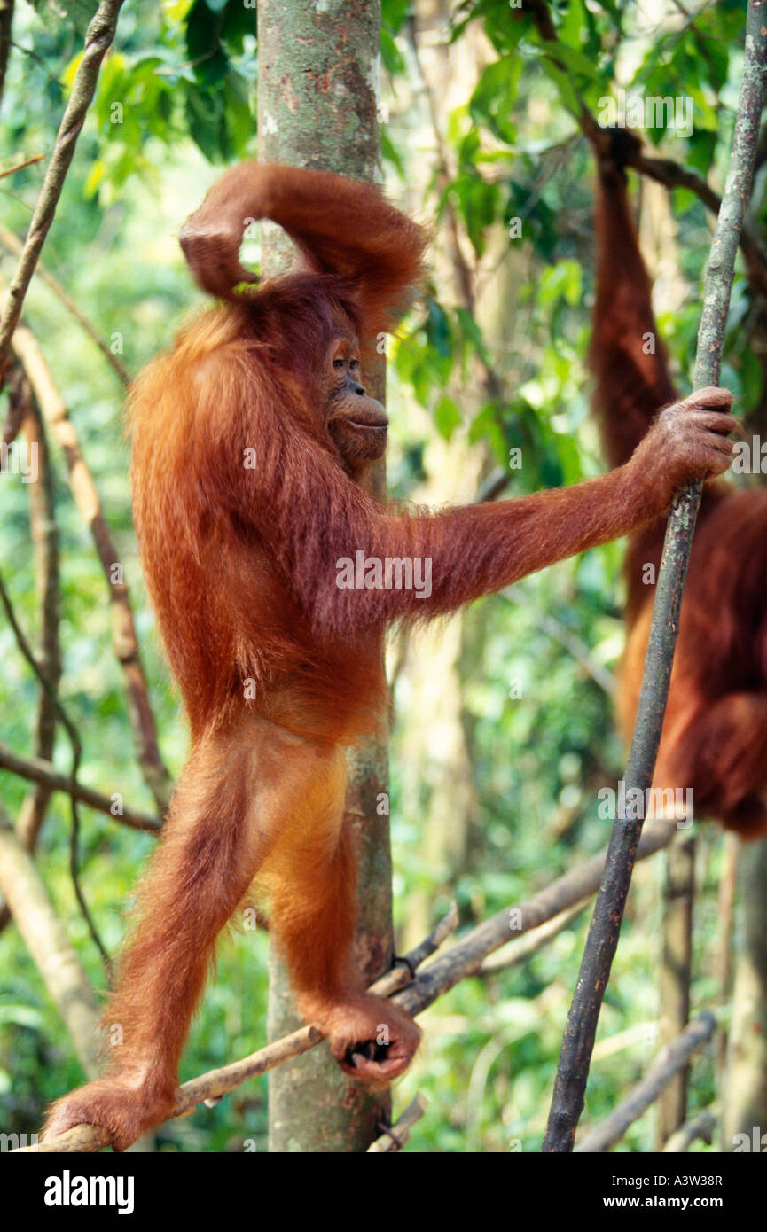 Sumatran Orang-utan Stock Photo - Alamy