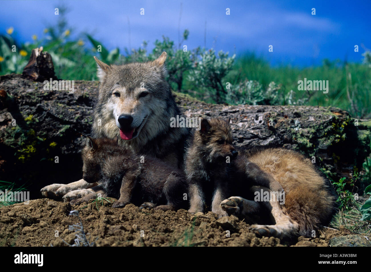 Juvenile grey wolf hi-res stock photography and images - Alamy
