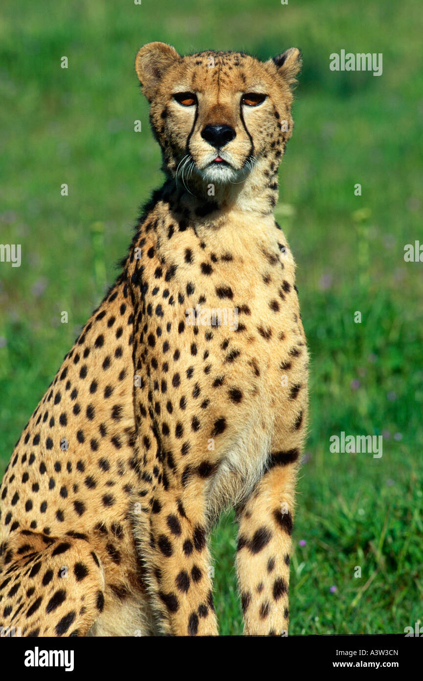 Single adult cheetah sitting hi-res stock photography and images - Alamy