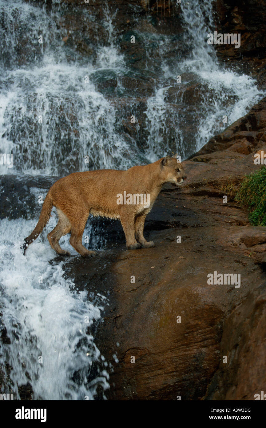 Puma waterfall hi-res stock photography and images - Alamy