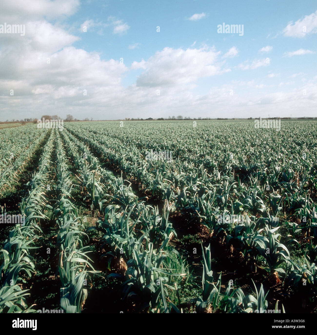 Fenland hi-res stock photography and images - Alamy