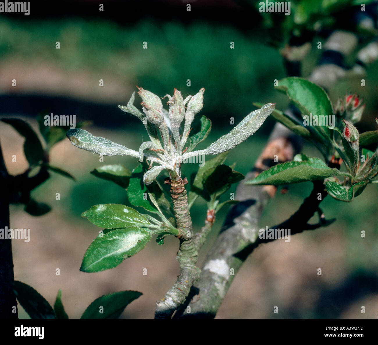 Powdery mildew Podosphaera leucotricha primary infection on apple ...