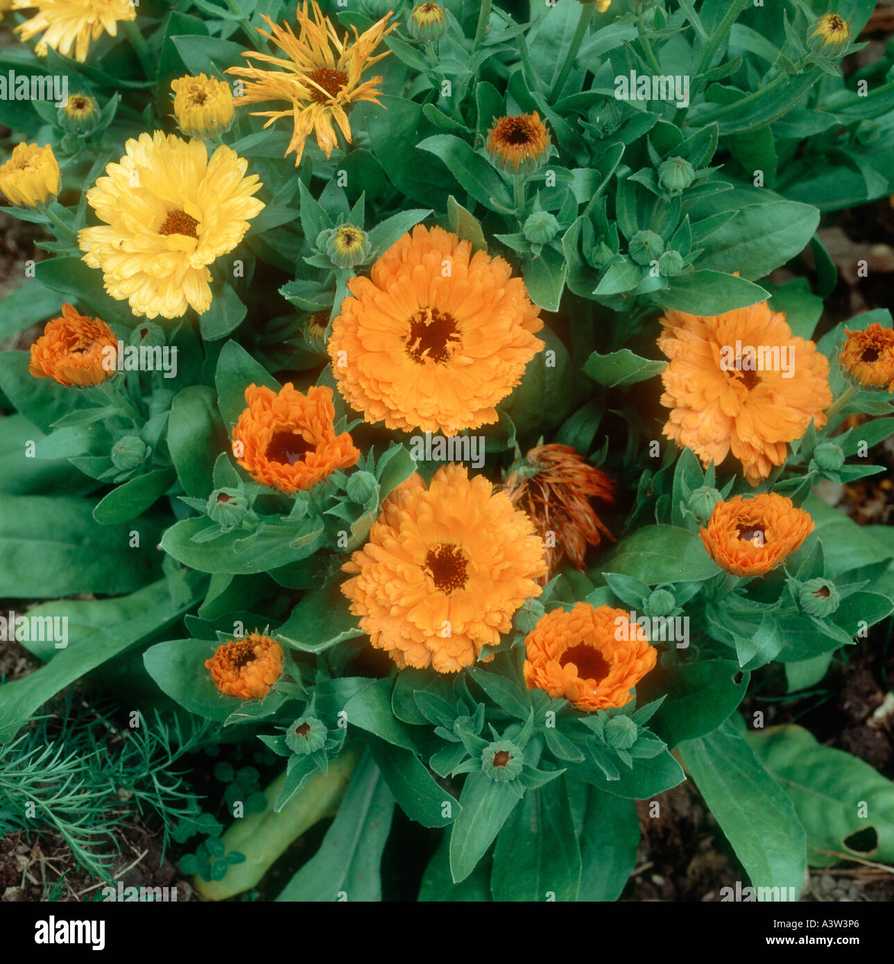 Companion plants hi-res stock photography and images - Alamy