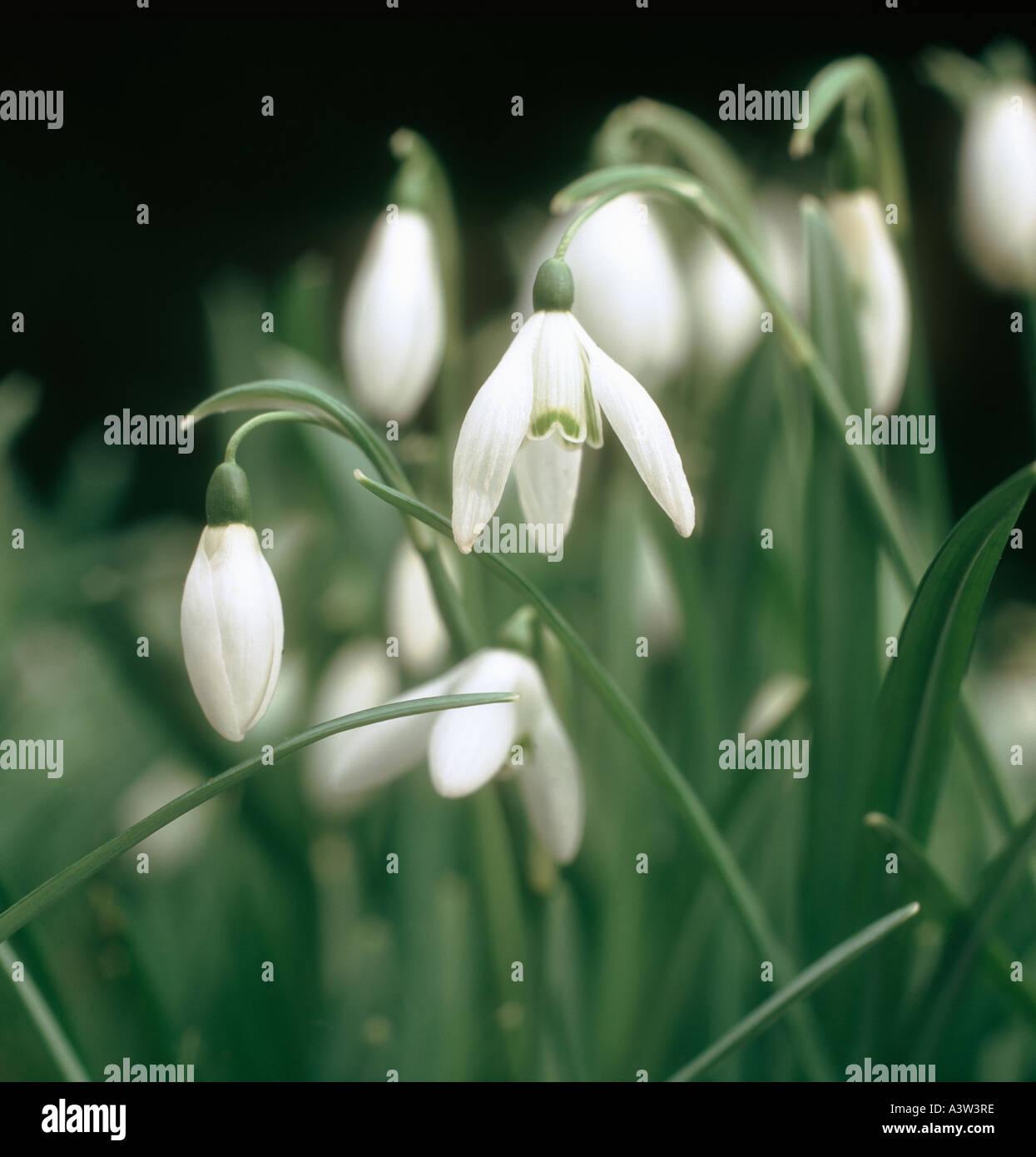 Snowdrop Galanthus nivalis flowering plants Stock Photo - Alamy