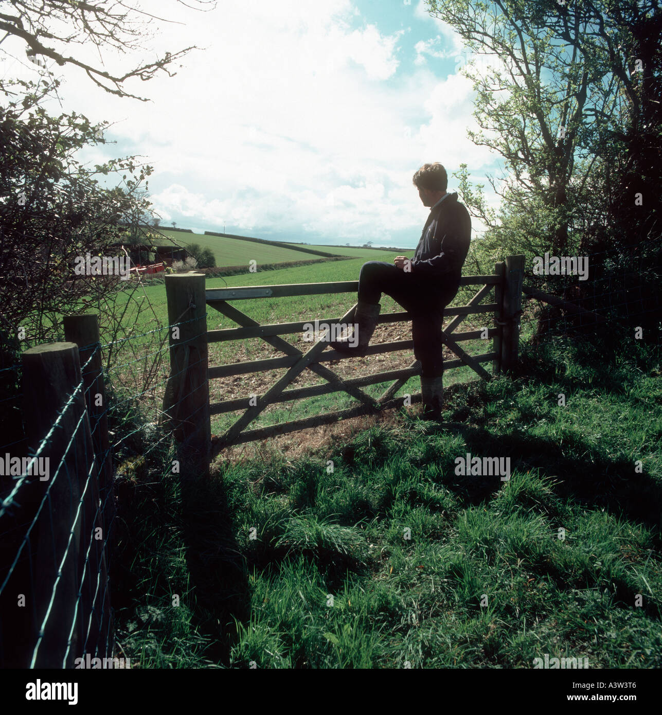 A farmer overlooks his wheat crop leaning on a field gate Stock Photo ...