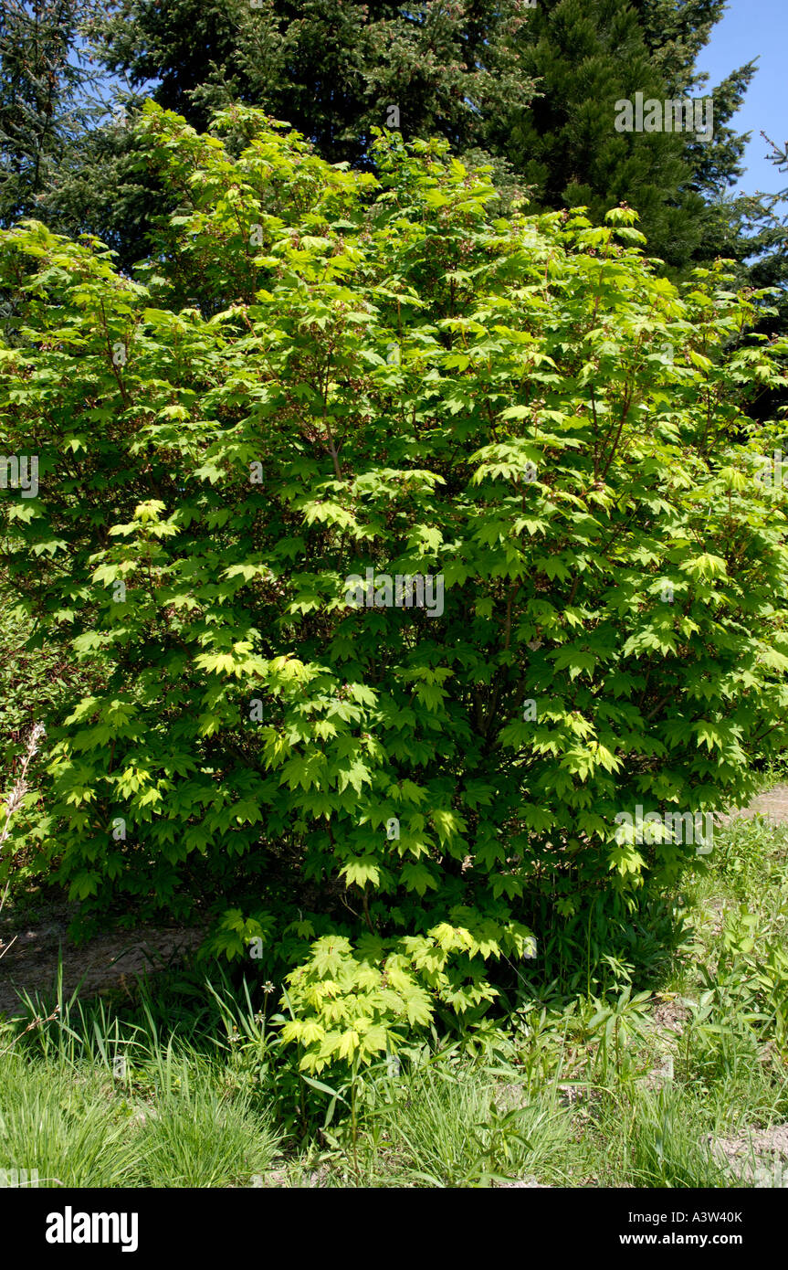 Vine Maple Stock Photo - Alamy