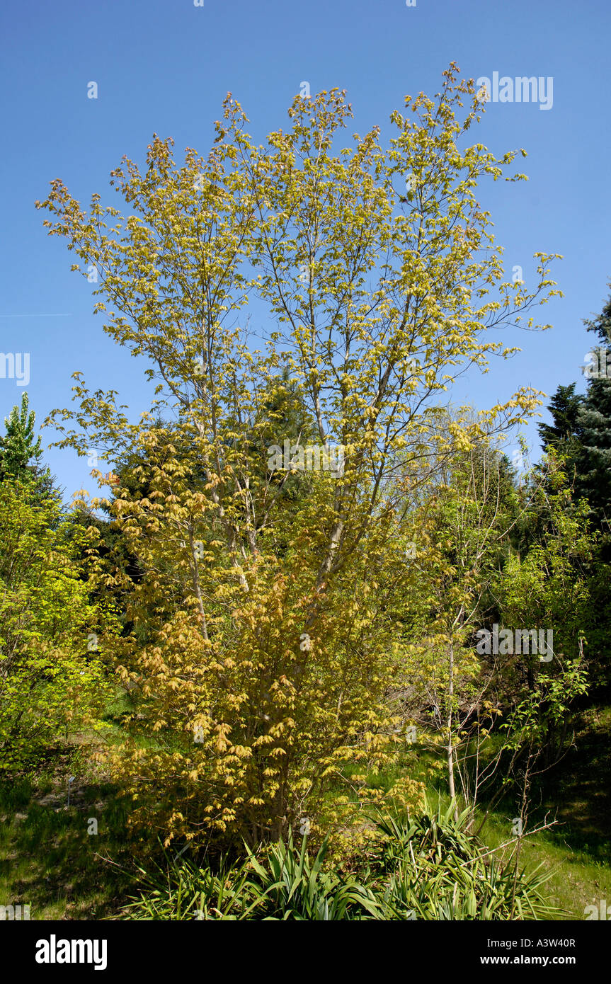 Bigtooth Maple Stock Photo - Alamy