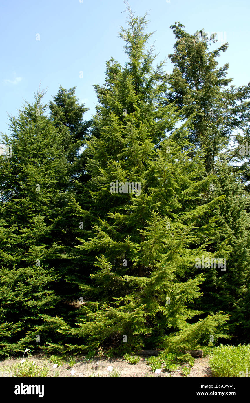 Western Hemlock Stock Photo - Alamy