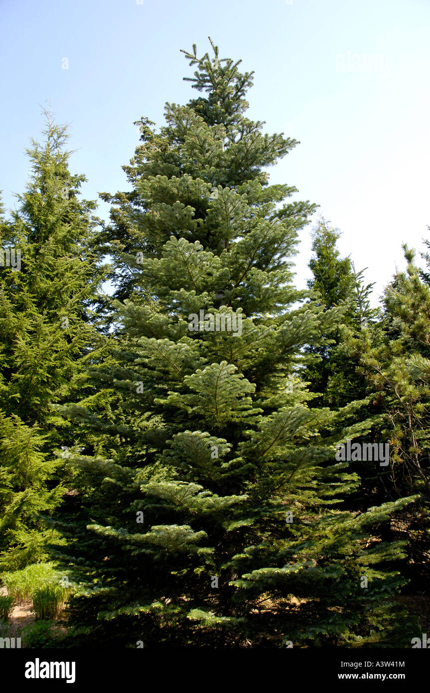 Pacific Silver Fir Stock Photo - Alamy