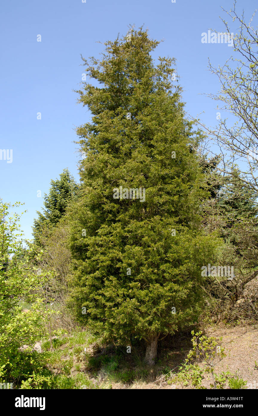Eastern Redcedar Stock Photo - Alamy