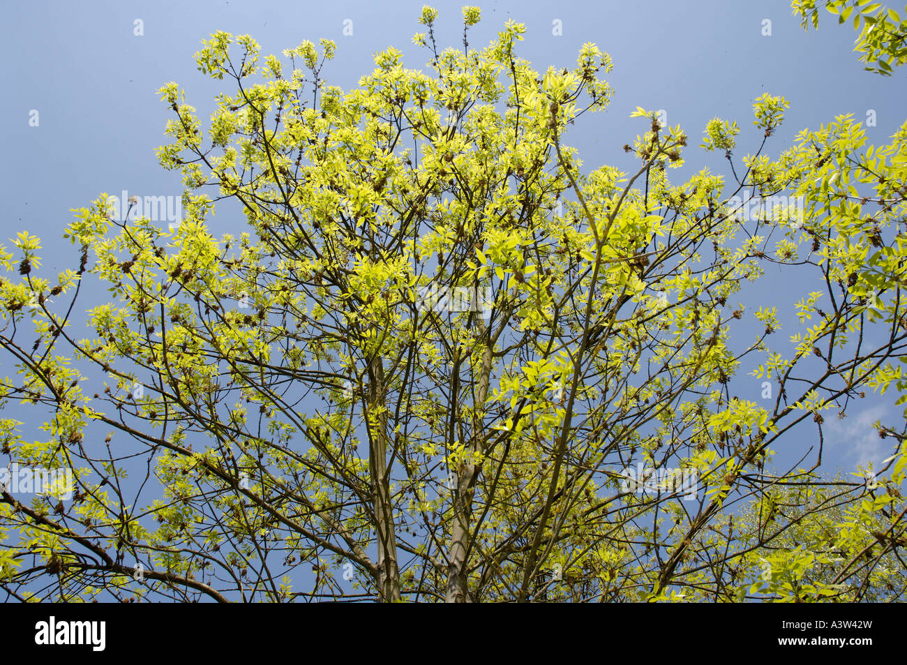 Fraxinus pennsylvanica tree hi-res stock photography and images - Alamy