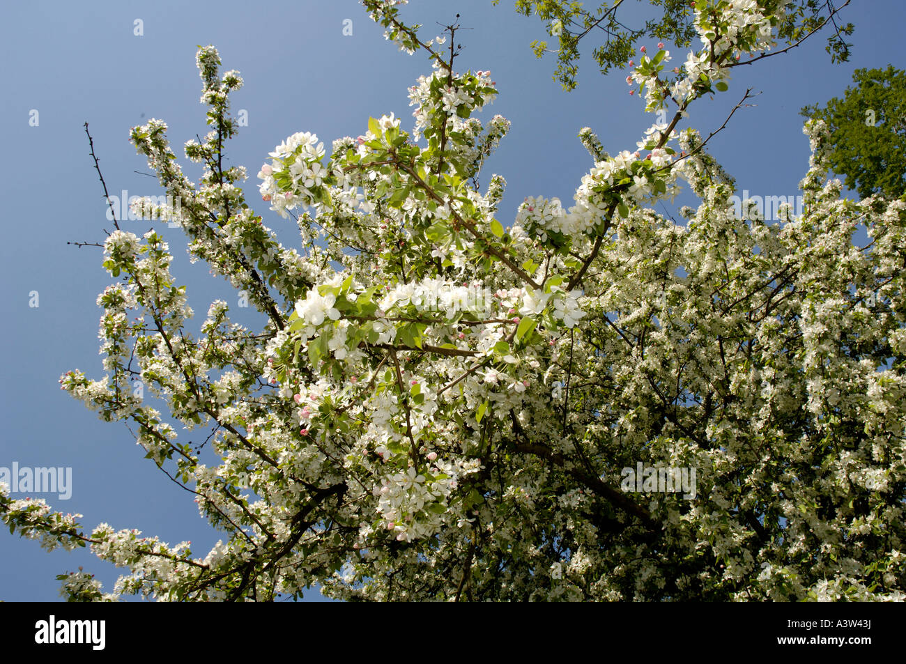 Manchurian Apple Stock Photo - Alamy
