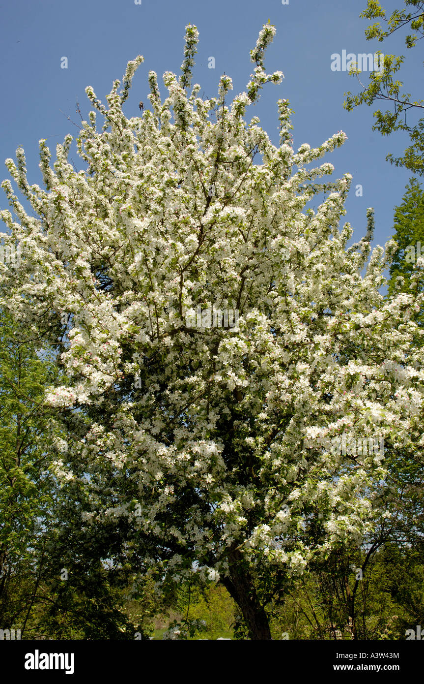 Manchurian Apple Stock Photo - Alamy