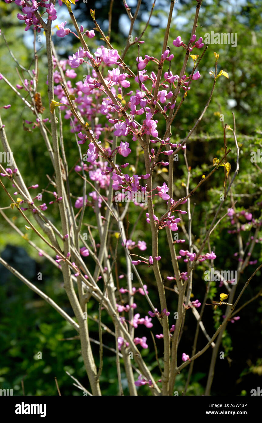 Chinese Redbud Stock Photo - Alamy
