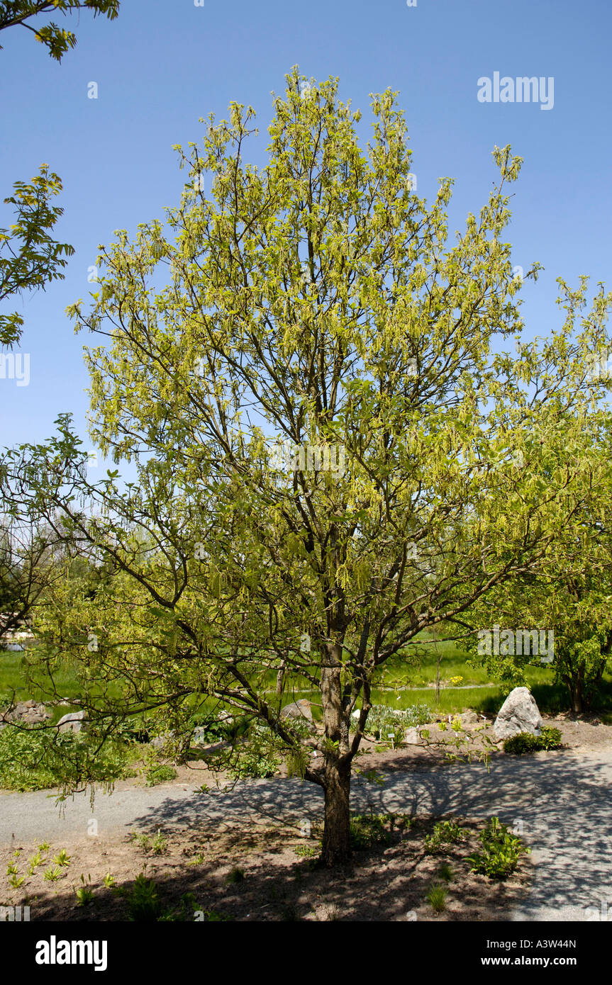 Quercus macranthera caucasian oak hi-res stock photography and images ...