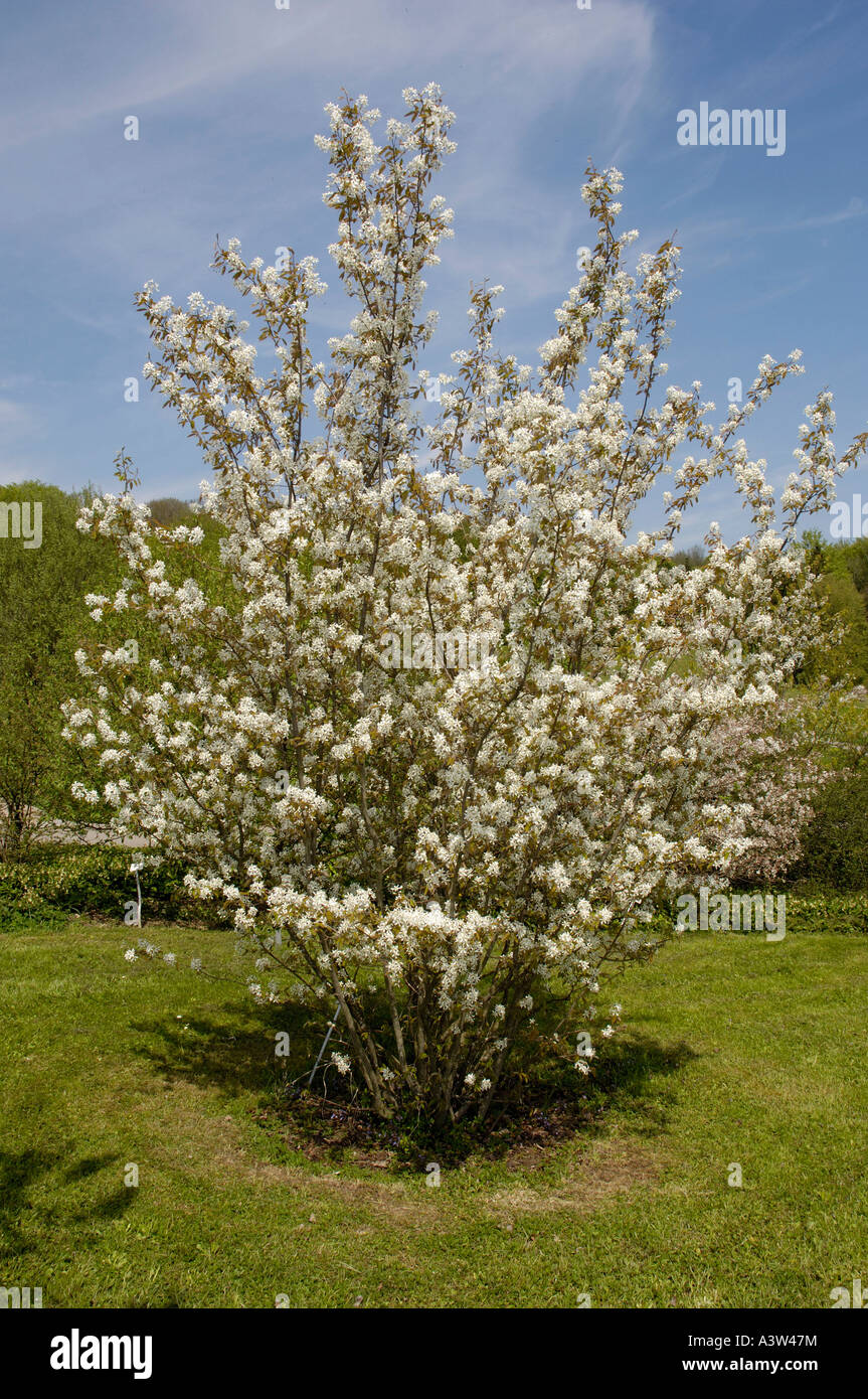 Shadblow serviceberry hi-res stock photography and images - Alamy