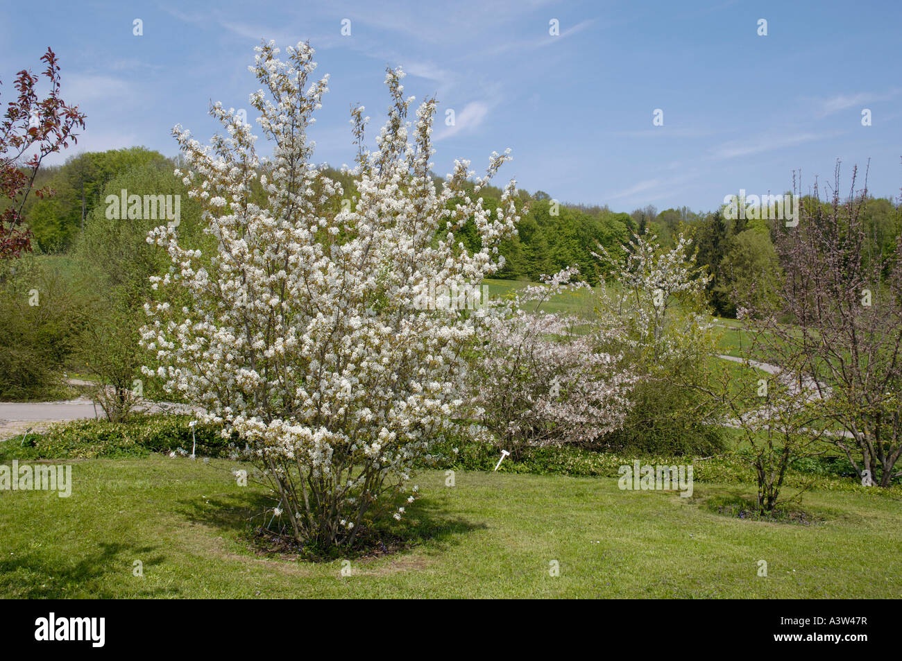 Shadblow serviceberry hi-res stock photography and images - Alamy
