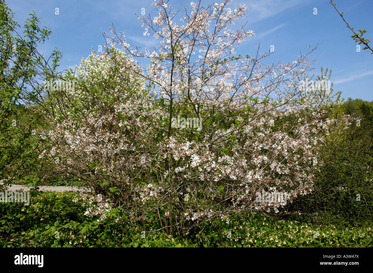 Allegheny serviceberry amelanchier laevis hi-res stock photography and ...