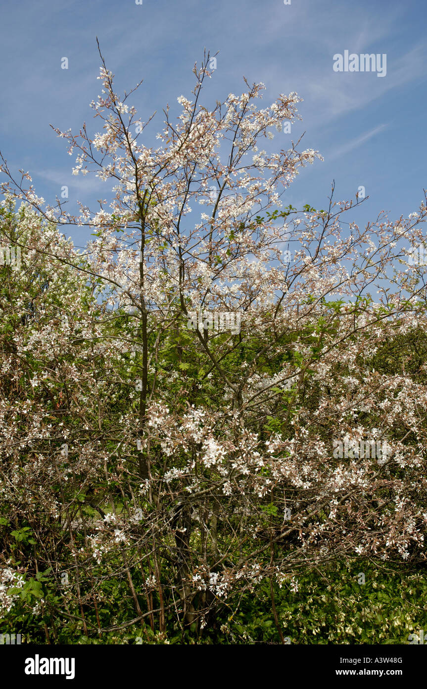 Allegheny serviceberry amelanchier laevis hi-res stock photography and ...