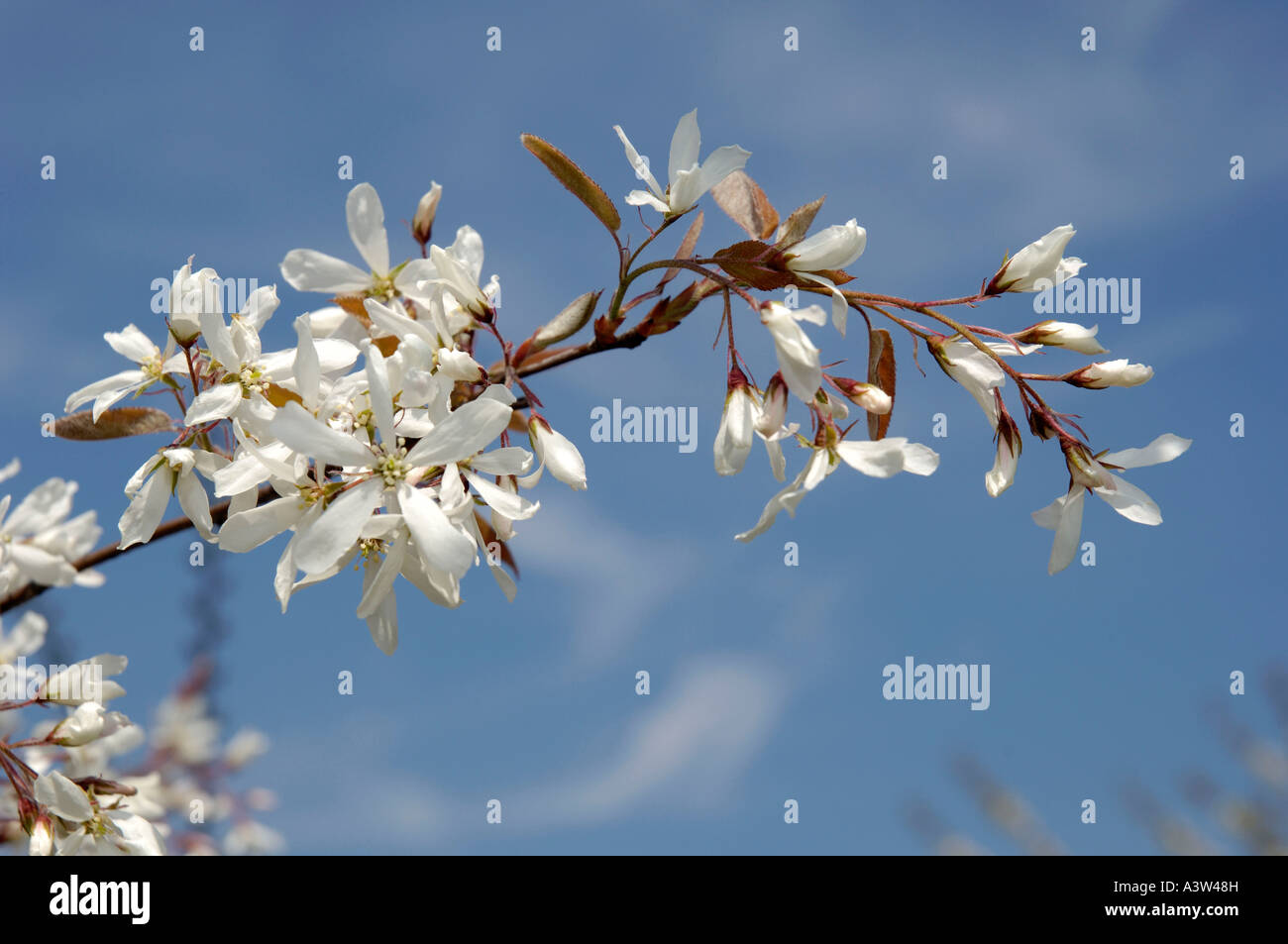 Serviceberry branch hi-res stock photography and images - Alamy