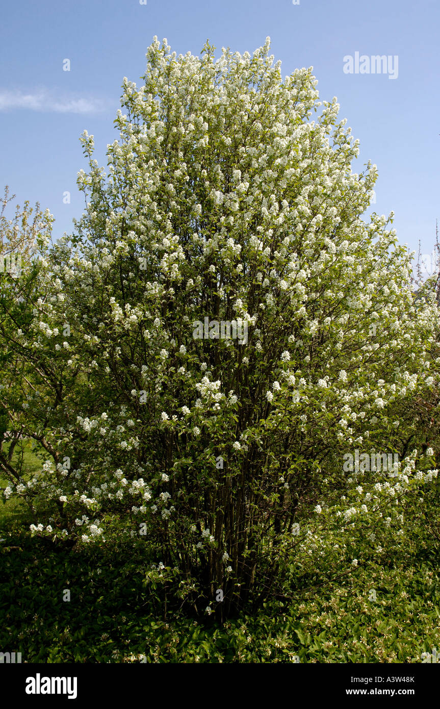 Upright amelanchier hi-res stock photography and images - Alamy