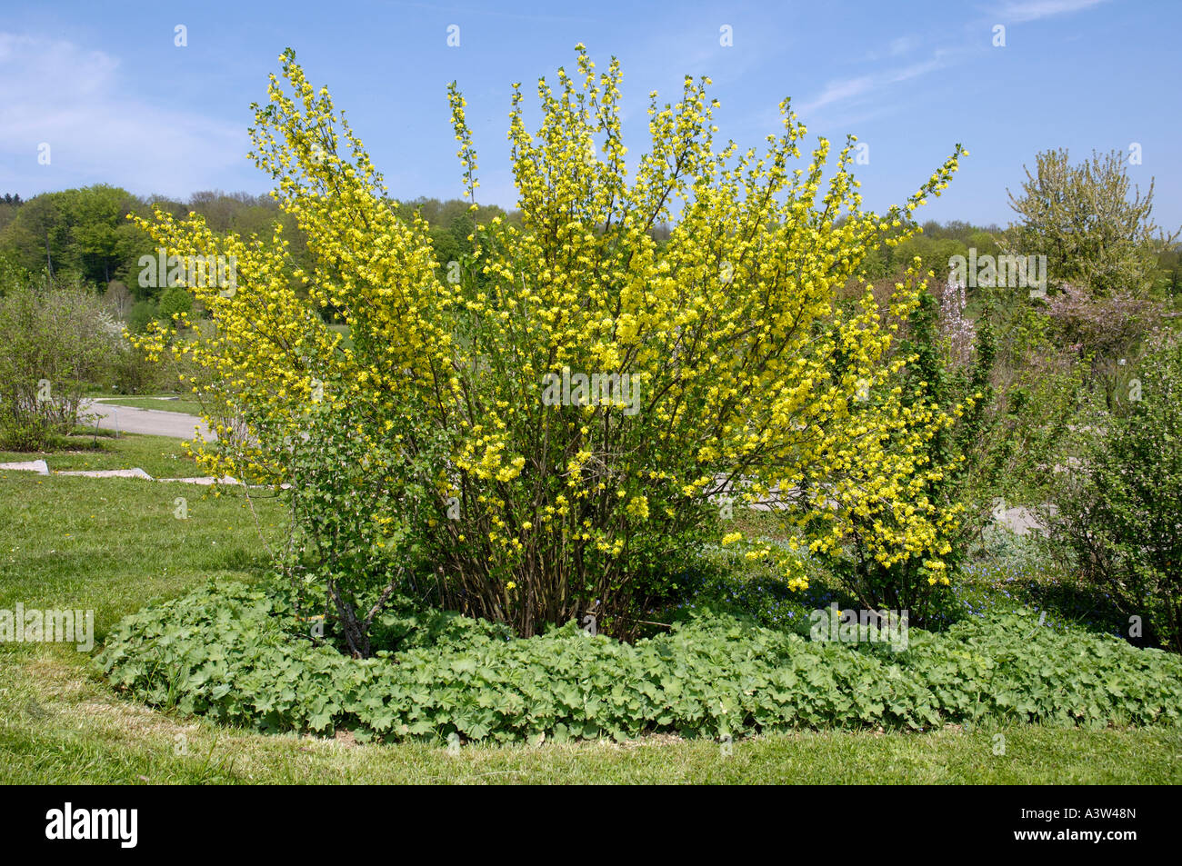 Golden Currant Plant