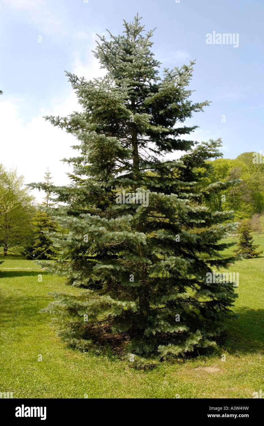 White Fir Stock Photo - Alamy