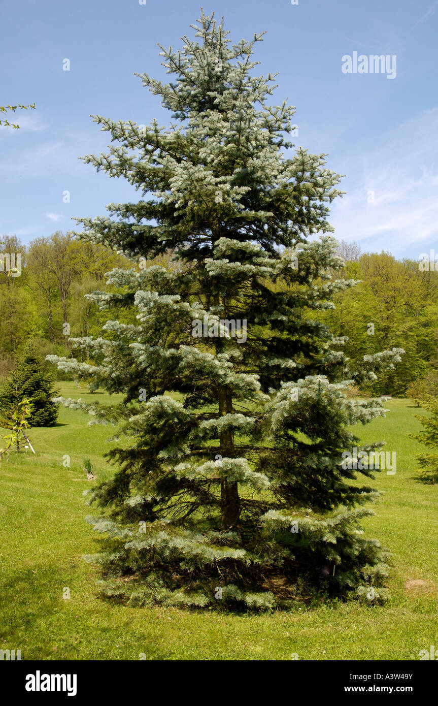 White Fir Stock Photo - Alamy