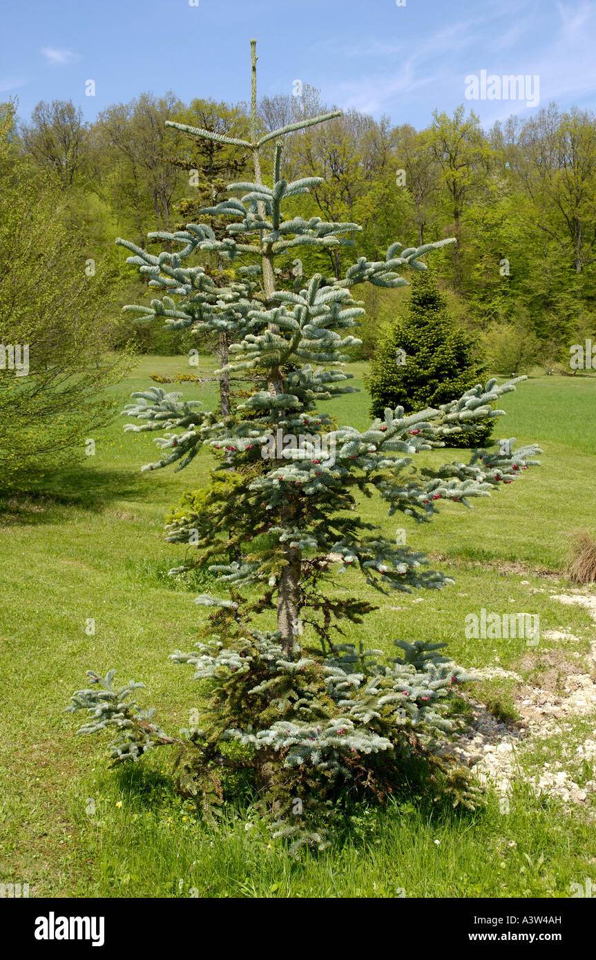 Noble fir abies procera pinaceae hi-res stock photography and images ...