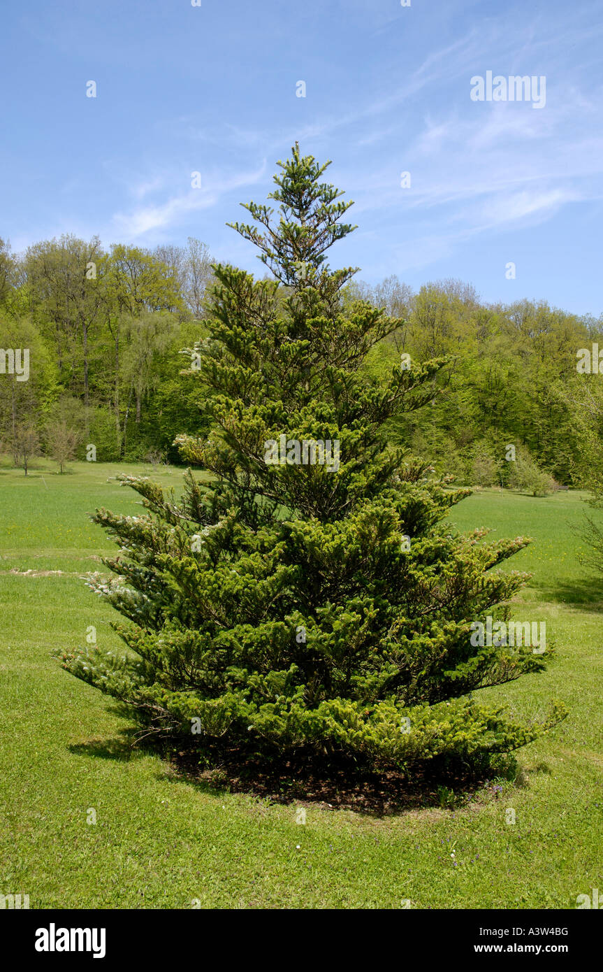 Korean Fir Stock Photo - Alamy