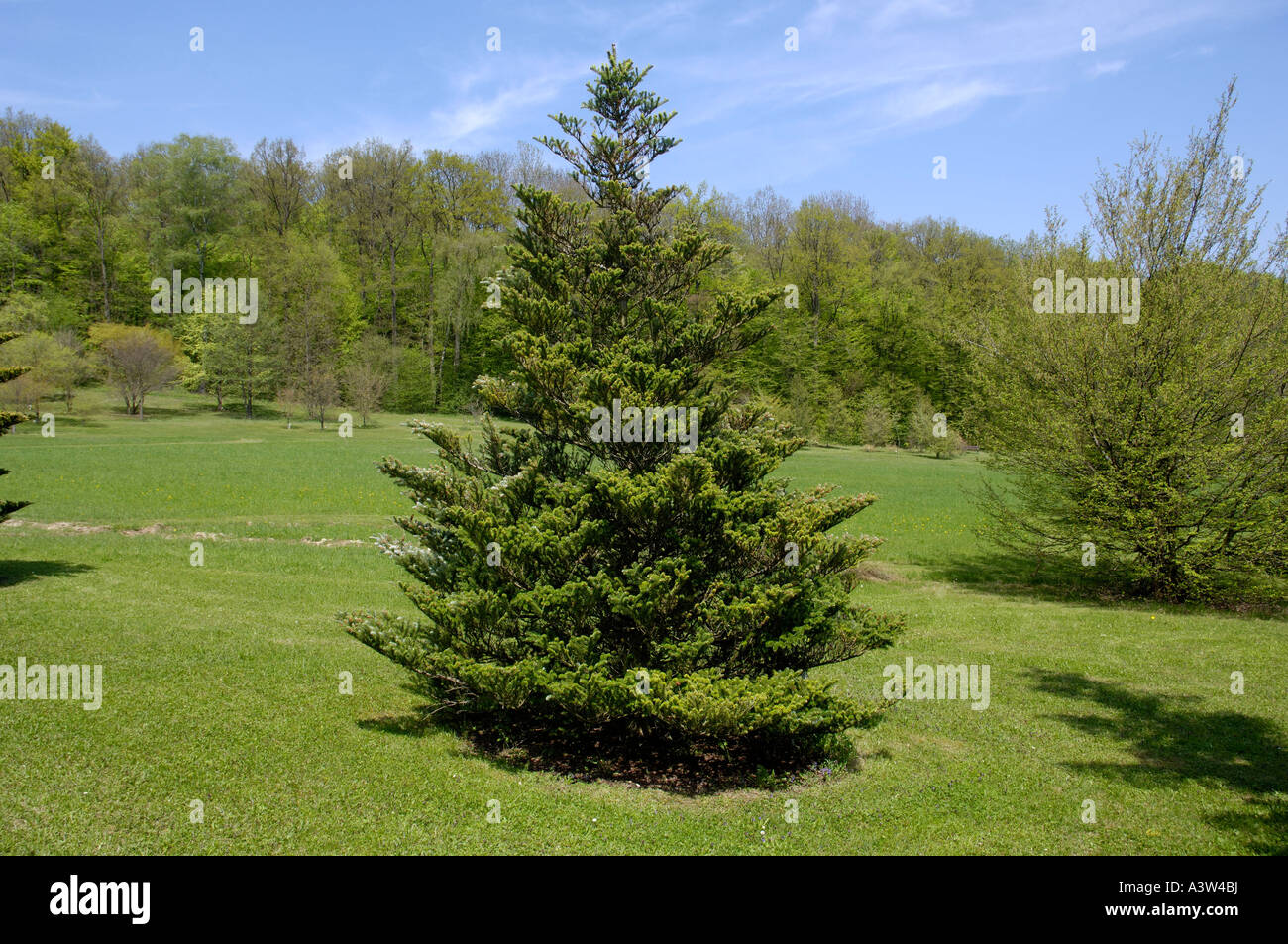 Korean Fir Stock Photo - Alamy