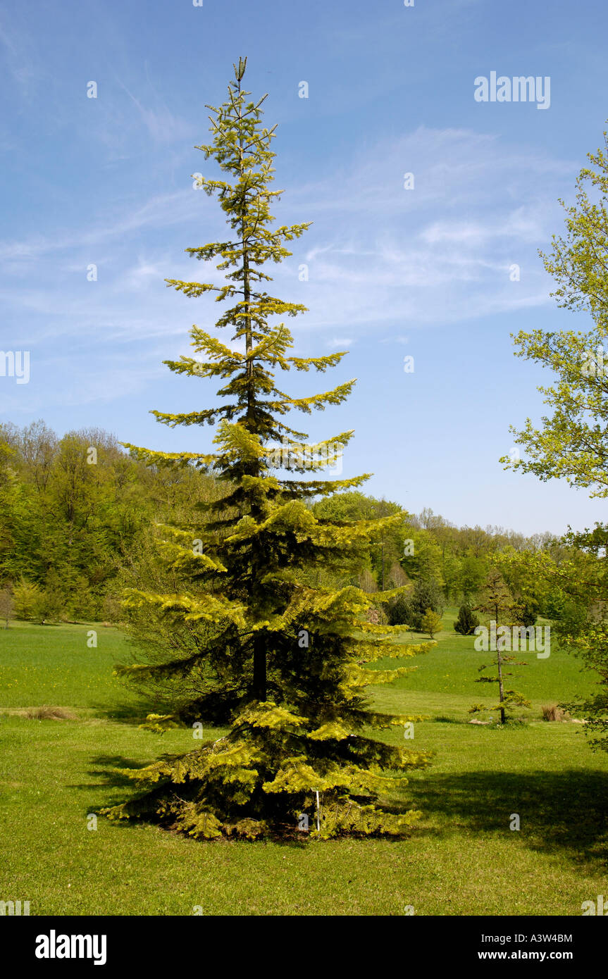 Grand Fir High Resolution Stock Photography and Images - Alamy