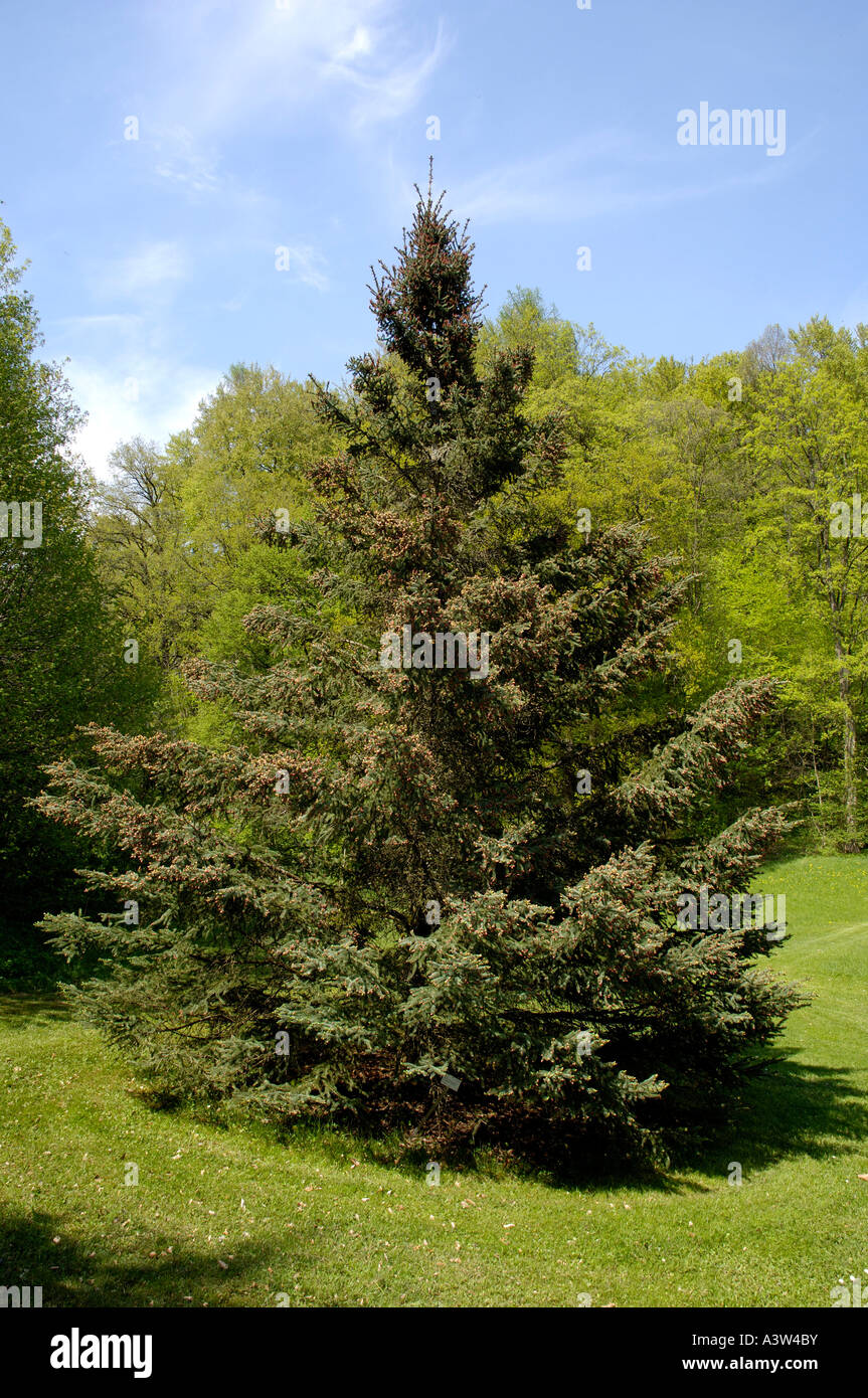 White Spruce Stock Photo - Alamy