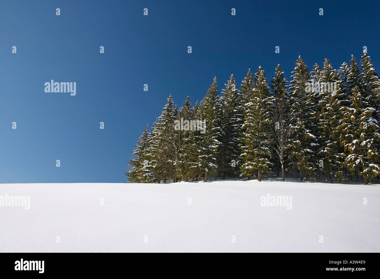 Edge of forest hi-res stock photography and images - Alamy