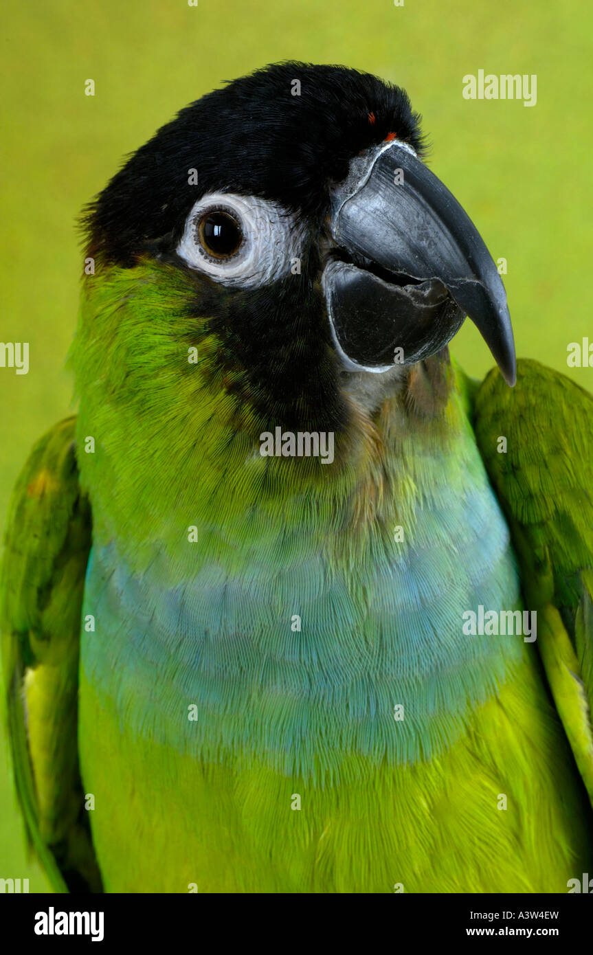 Nanday Conure Stock Photo - Alamy