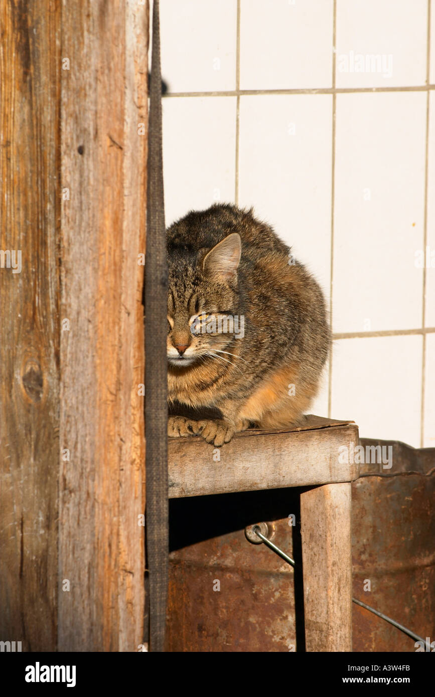 cat on farm Stock Photo - Alamy