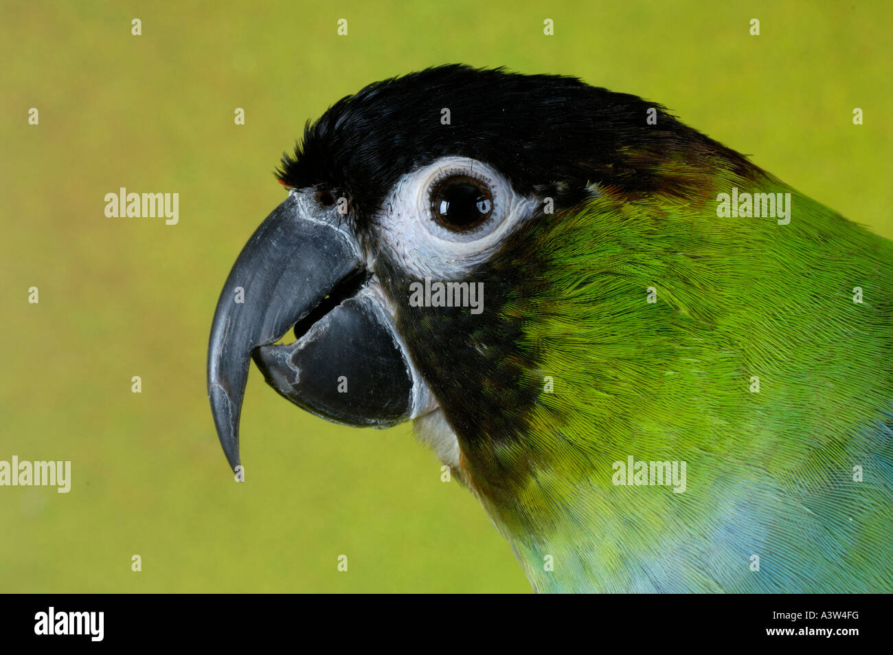 Nanday Conure Stock Photo - Alamy