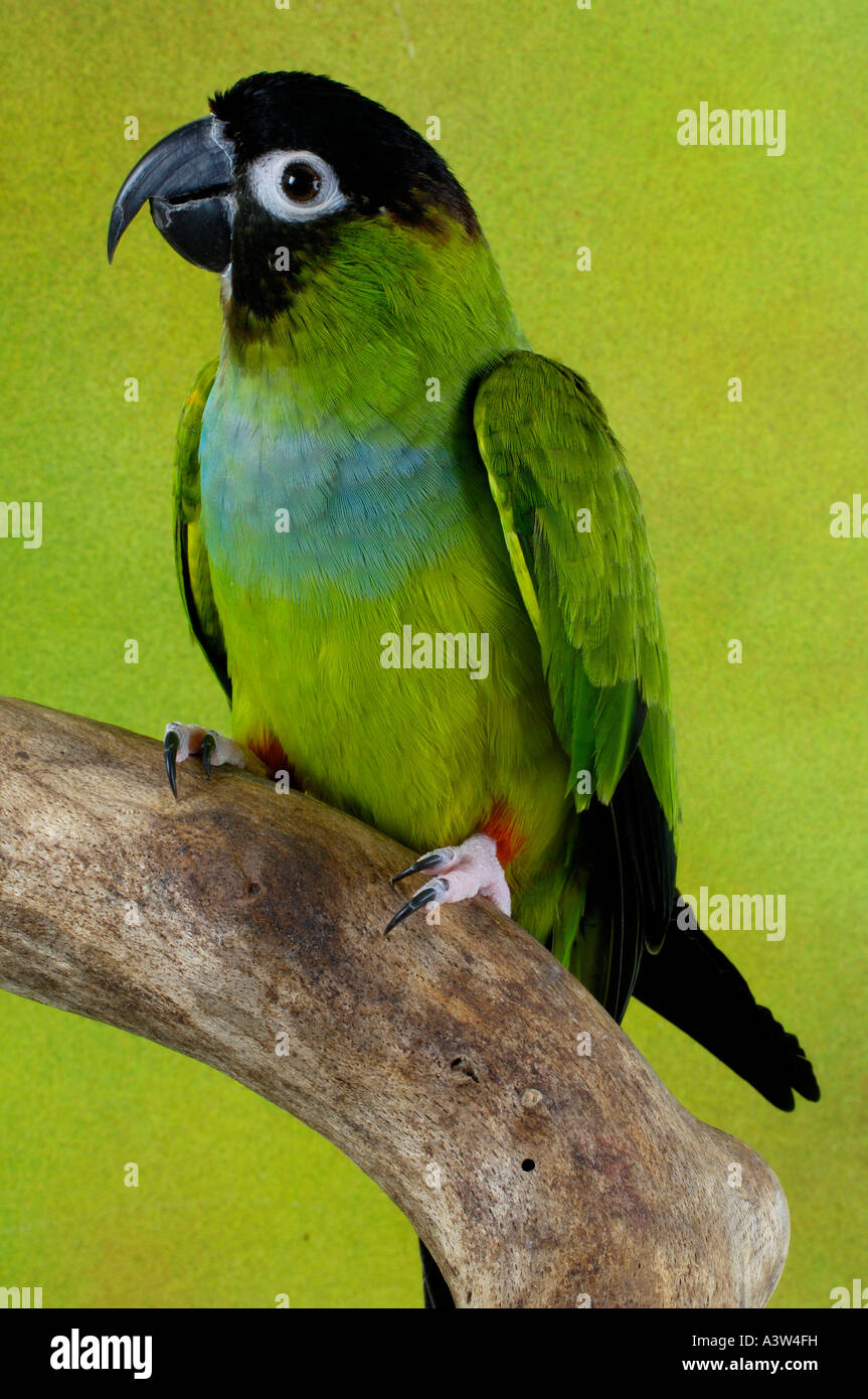 Nanday Conure Stock Photo - Alamy