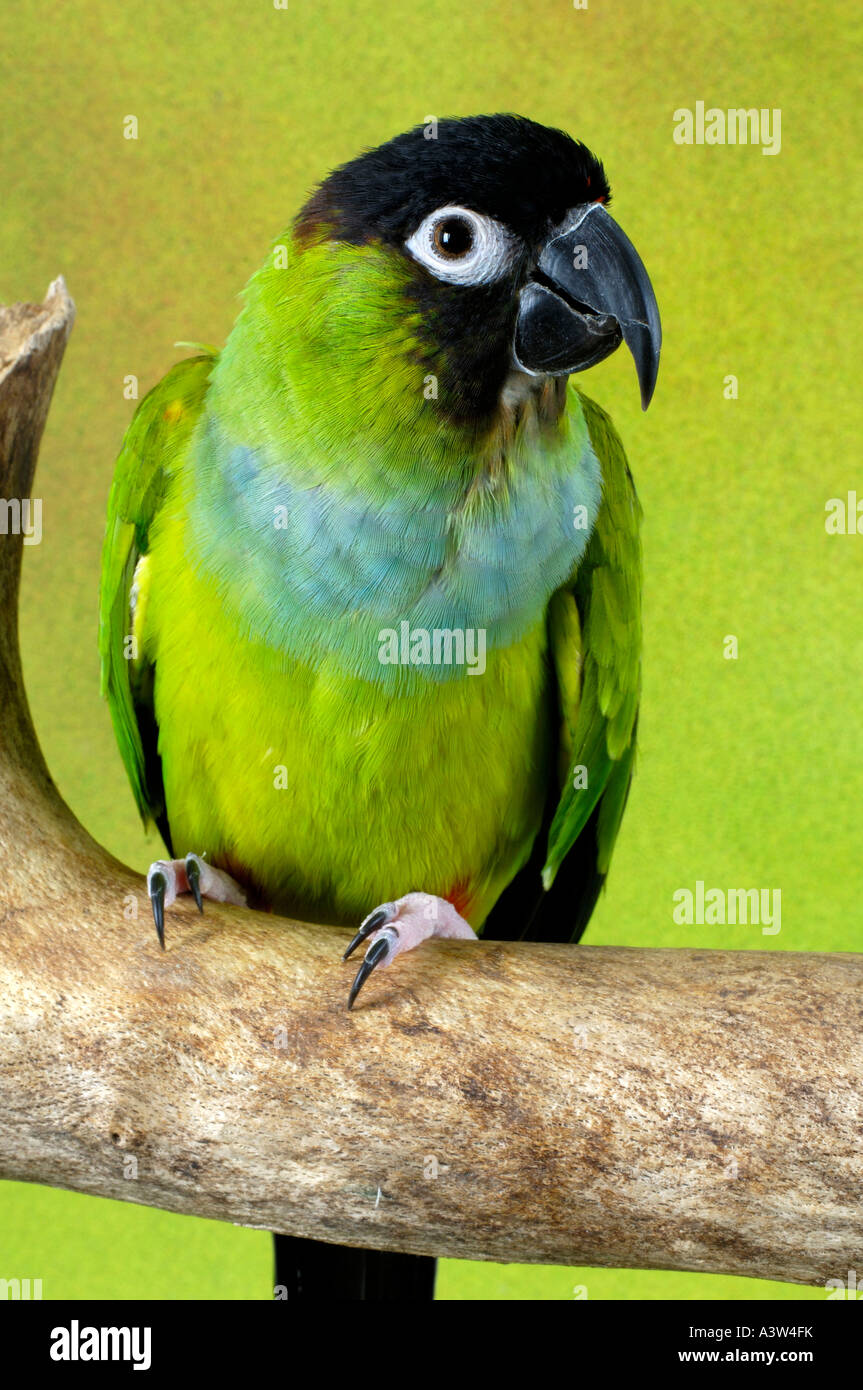 Nanday Conure Stock Photo - Alamy