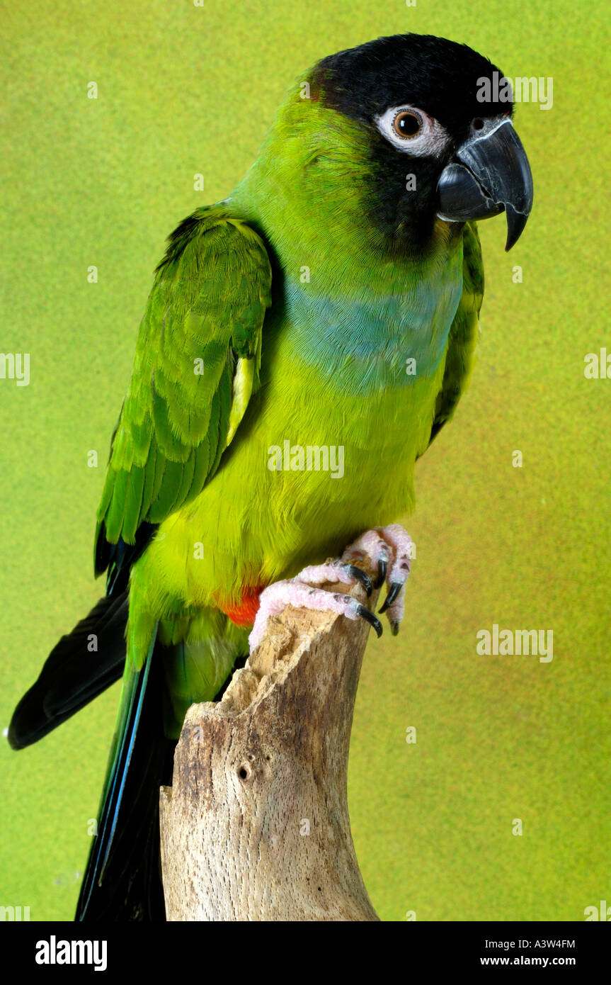 Nanday Conure Stock Photo - Alamy