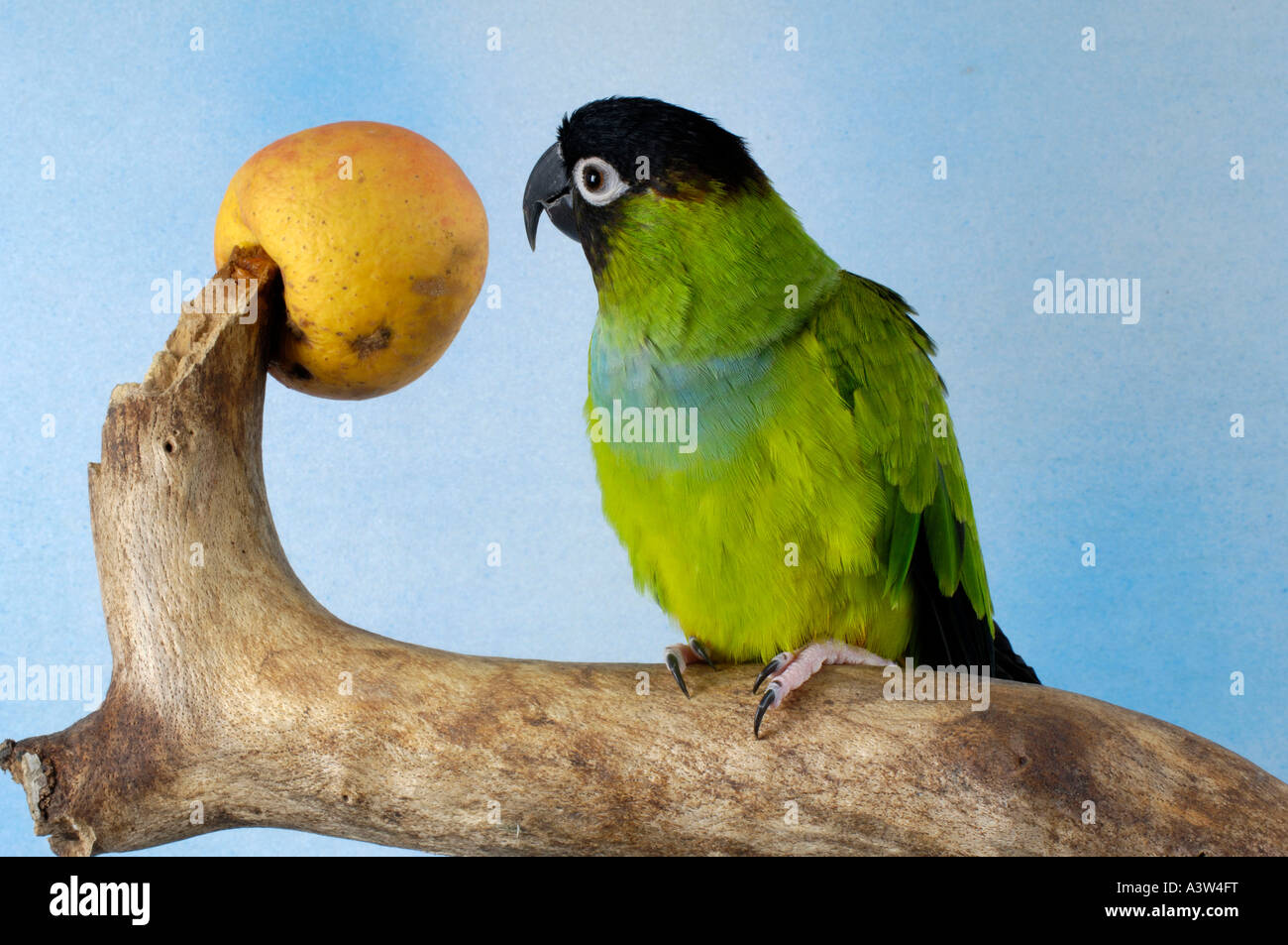 Nanday Conure Stock Photo - Alamy