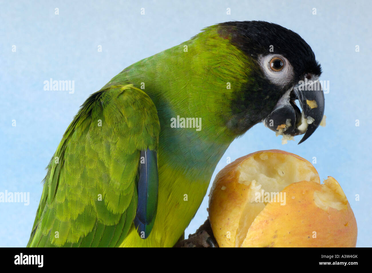 Nanday Conure Stock Photo - Alamy Nanday Conure Stock Photo - Alamy