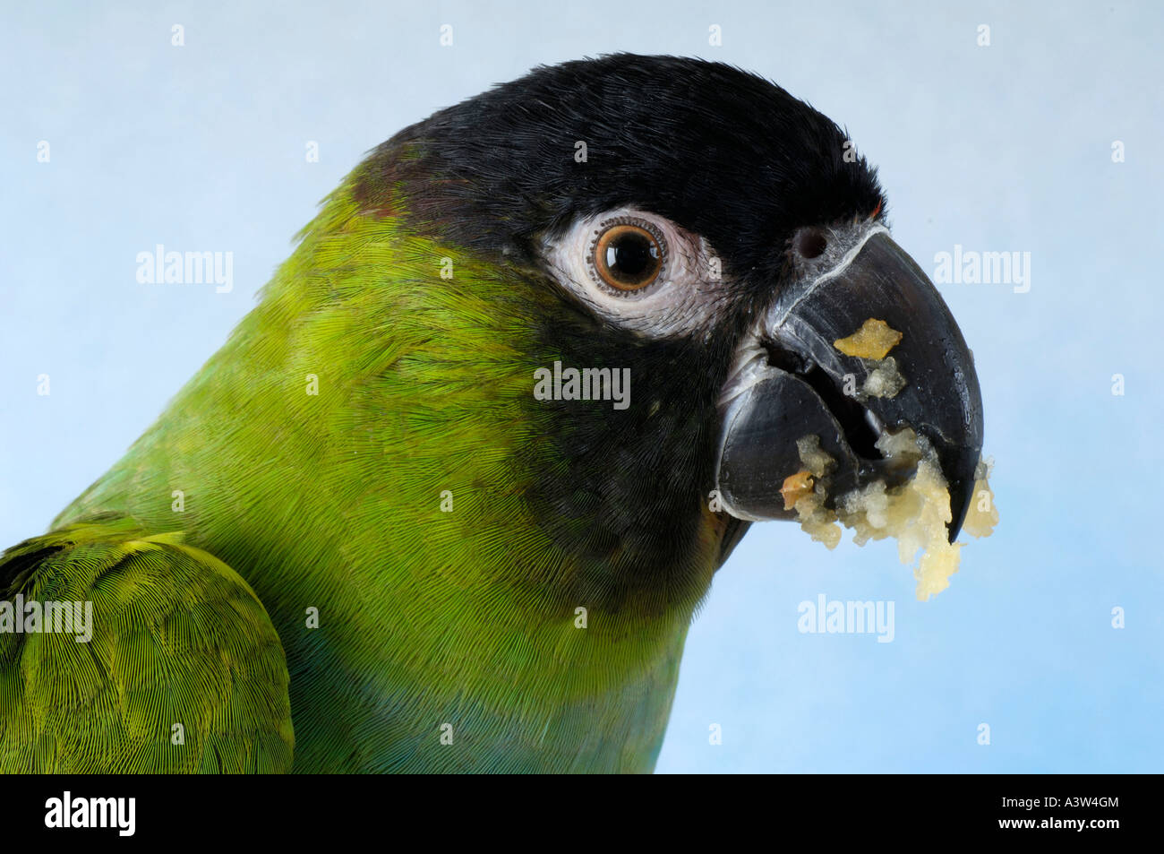 Nanday Conure Stock Photo - Alamy Nanday Conure Stock Photo - Alamy