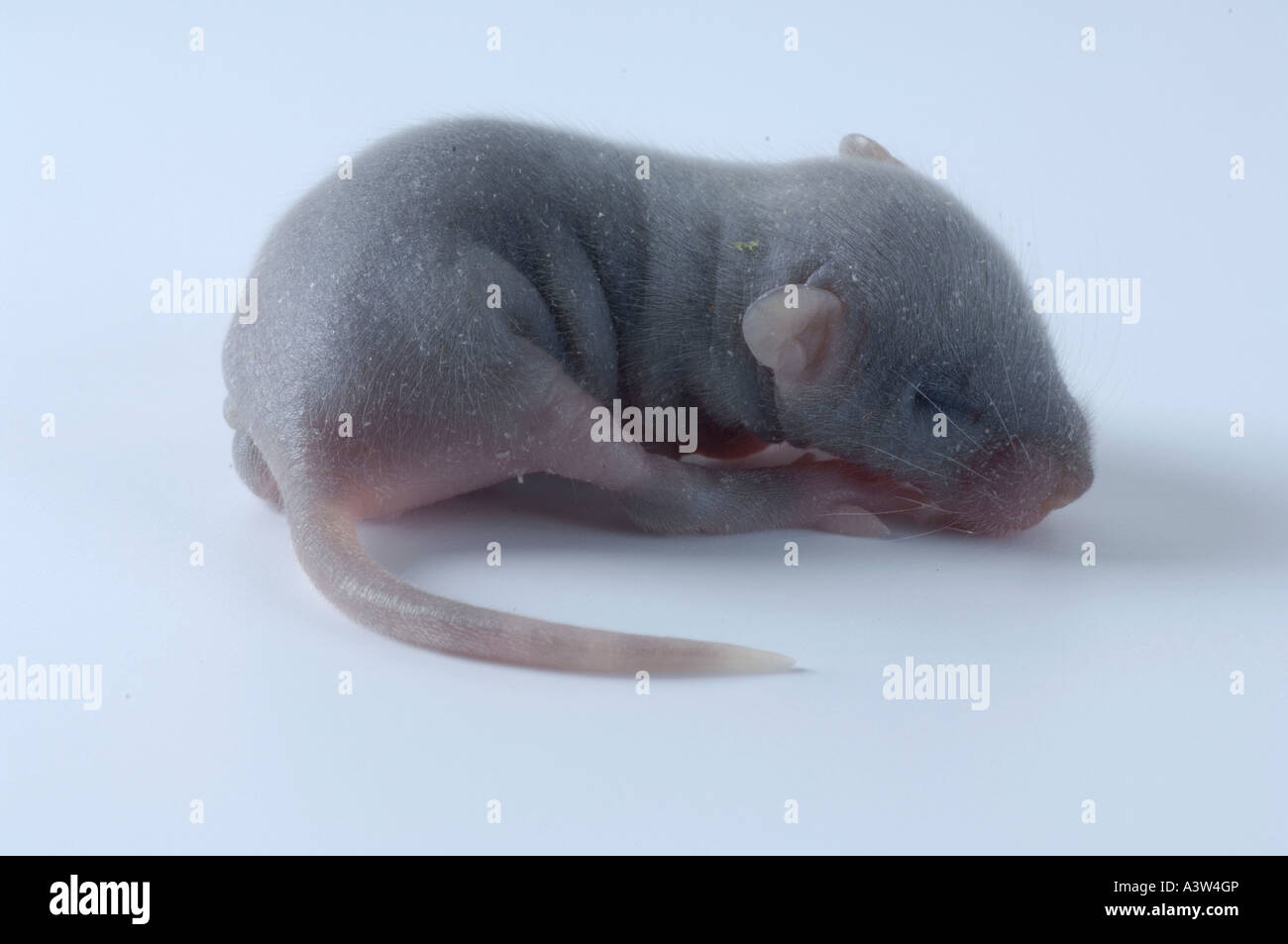 Laboratory Mouse / Domestic Mouse Stock Photo - Alamy