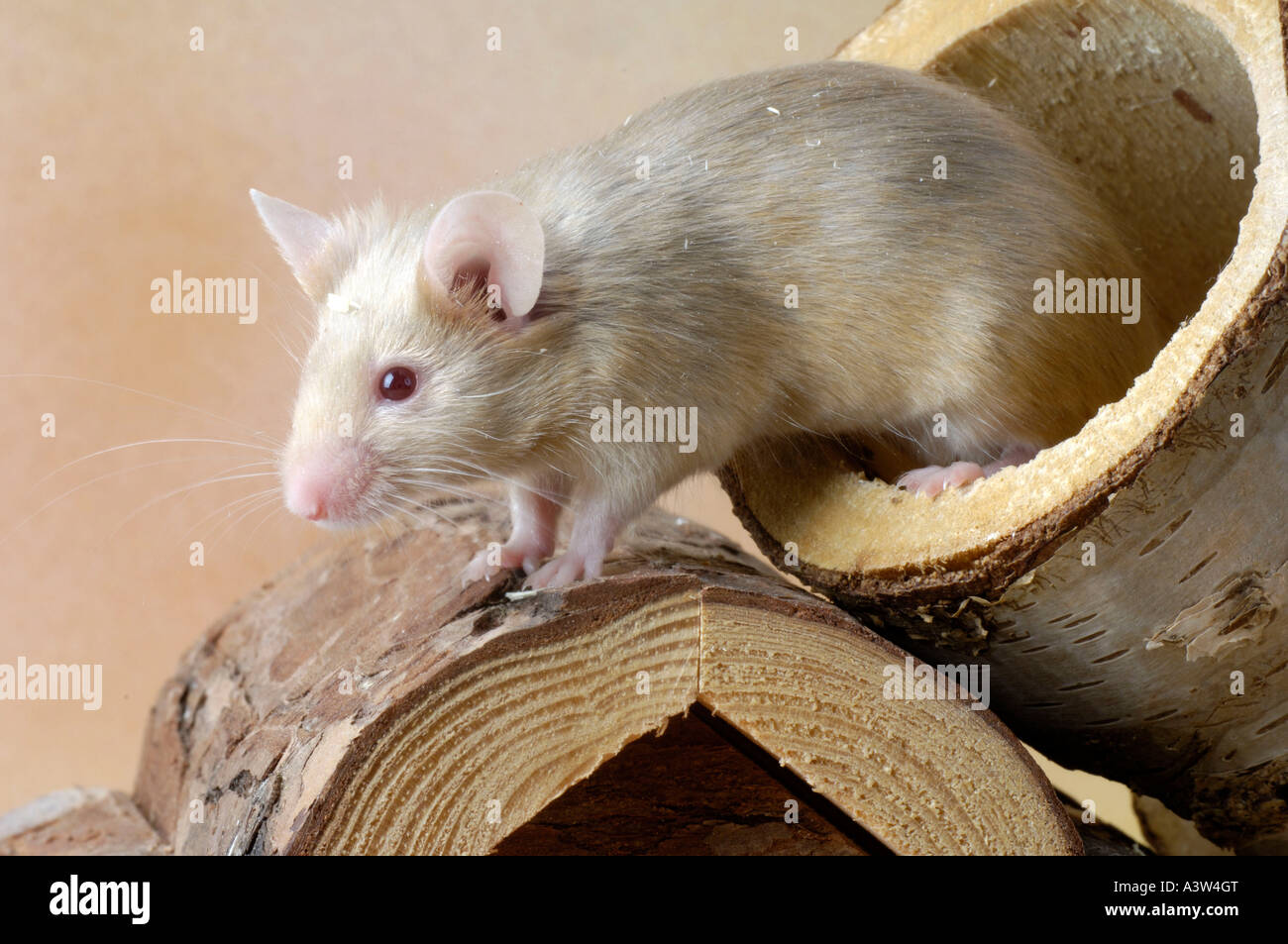 Laboratory Mouse / Domestic Mouse Stock Photo - Alamy