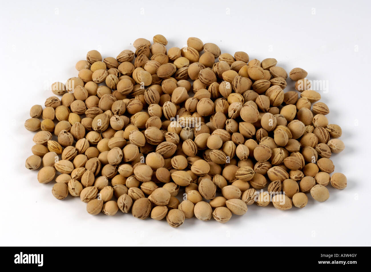Cherry seed Stock Photo - Alamy