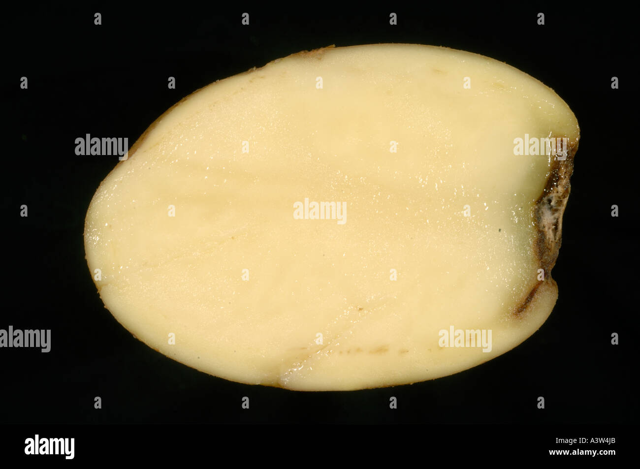 Stolon end rot damage shown in a potato tuber section Stock Photo - Alamy